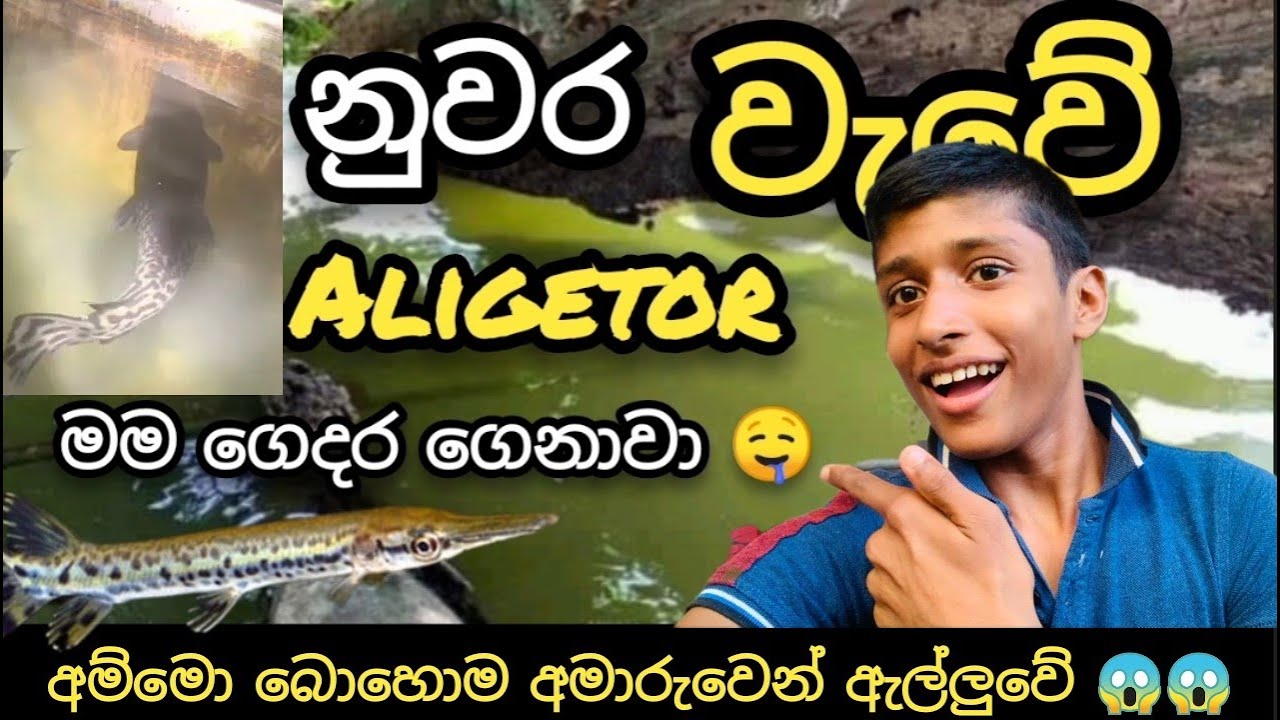 මම අලුතින් ගෙනාපු ඇලිගේටර් | KINURA YANETH 🥰🎁#4k #uhd #Aligetor #Kandy# ...