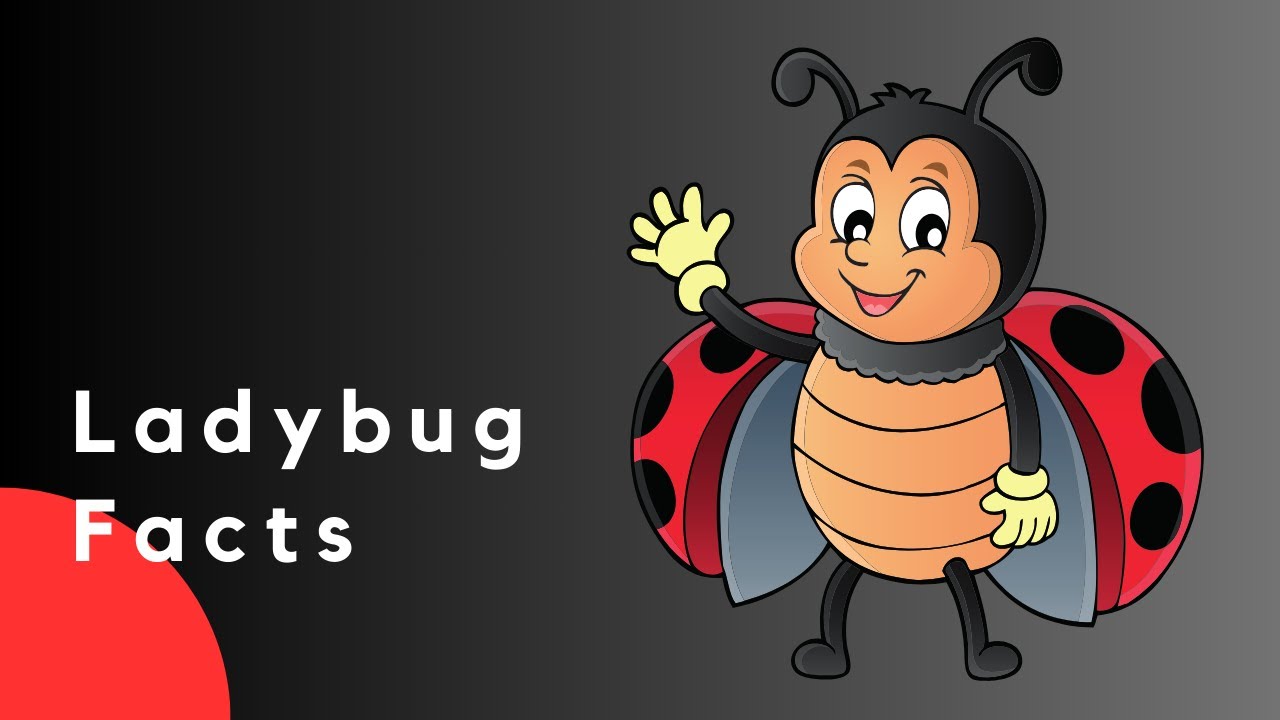 Why Are Ladybugs Important? | Insect Facts for Kids - YouTube