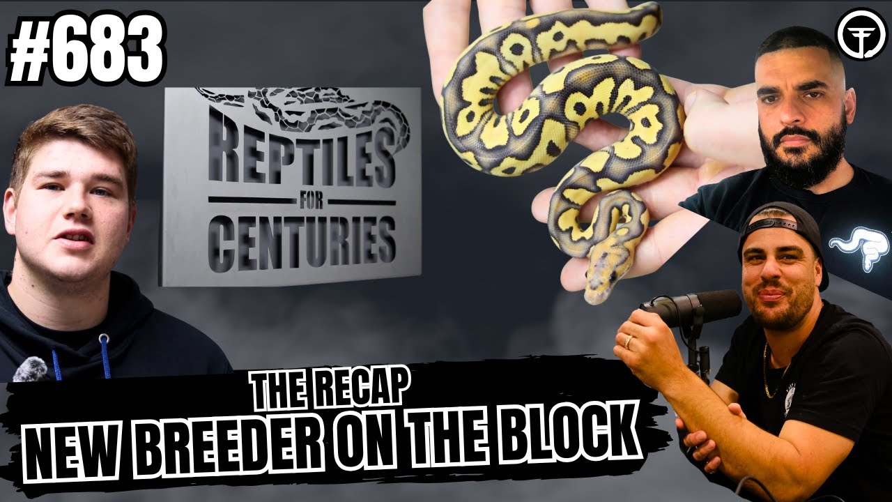 Truth About The Ball Python Market & Where Things Are REALLY Headed | The Recap NBB Live - YouTube