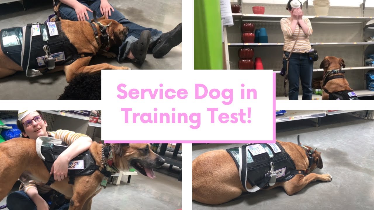 Service Dog in Training Progress Check! - YouTube