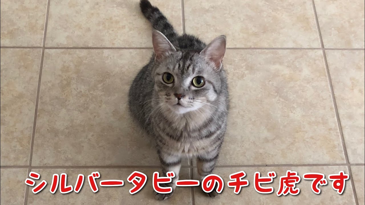 Meet Chibi! Lovely Silver Tabby Cat - YouTube