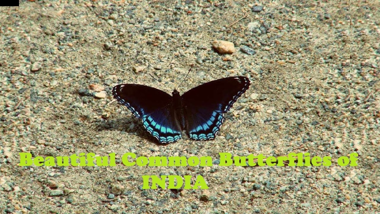 Beautiful Common Butterflies of India - YouTube