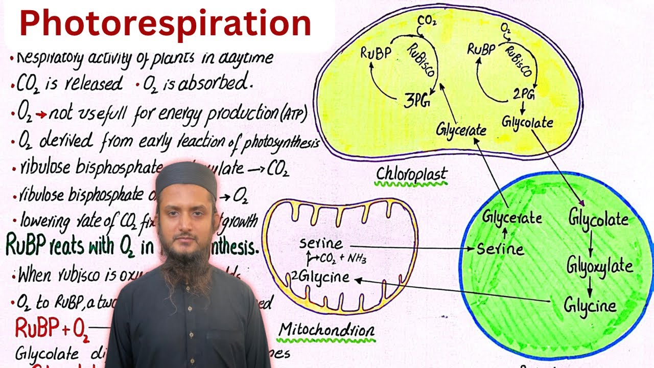 Photorespiration | photorespiration and its consequences | class 11 ...
