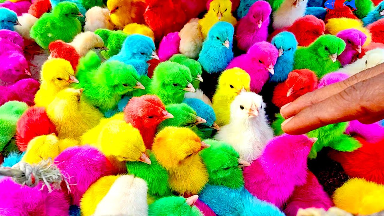 Vibrant Chicken Chicks and Sliders in Swimming Pool | MURGI in Swimming ...