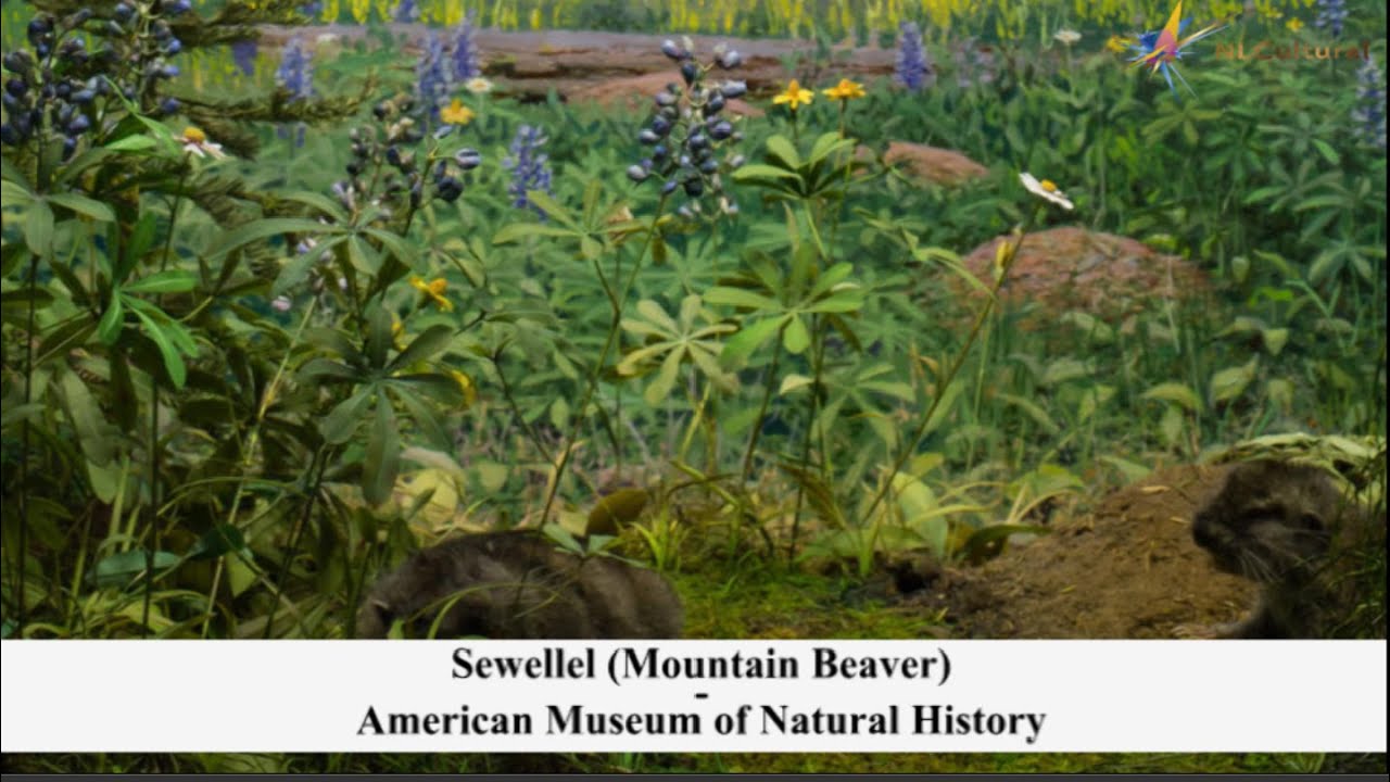 Sewellel Mountain Beaver at The American museum of Natural History ...