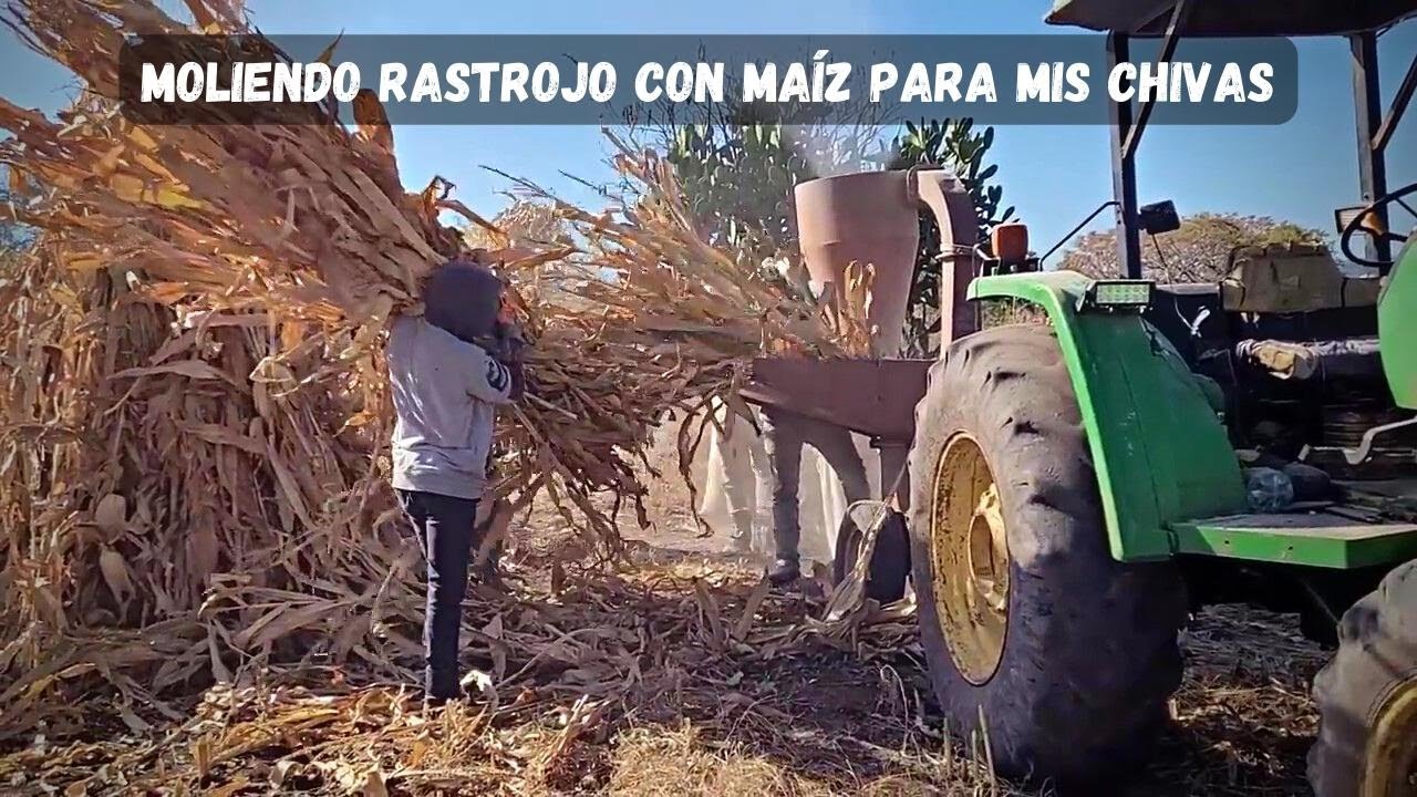 moliendo rastrojo con maíz para mis chivas🐐🐐 - YouTube