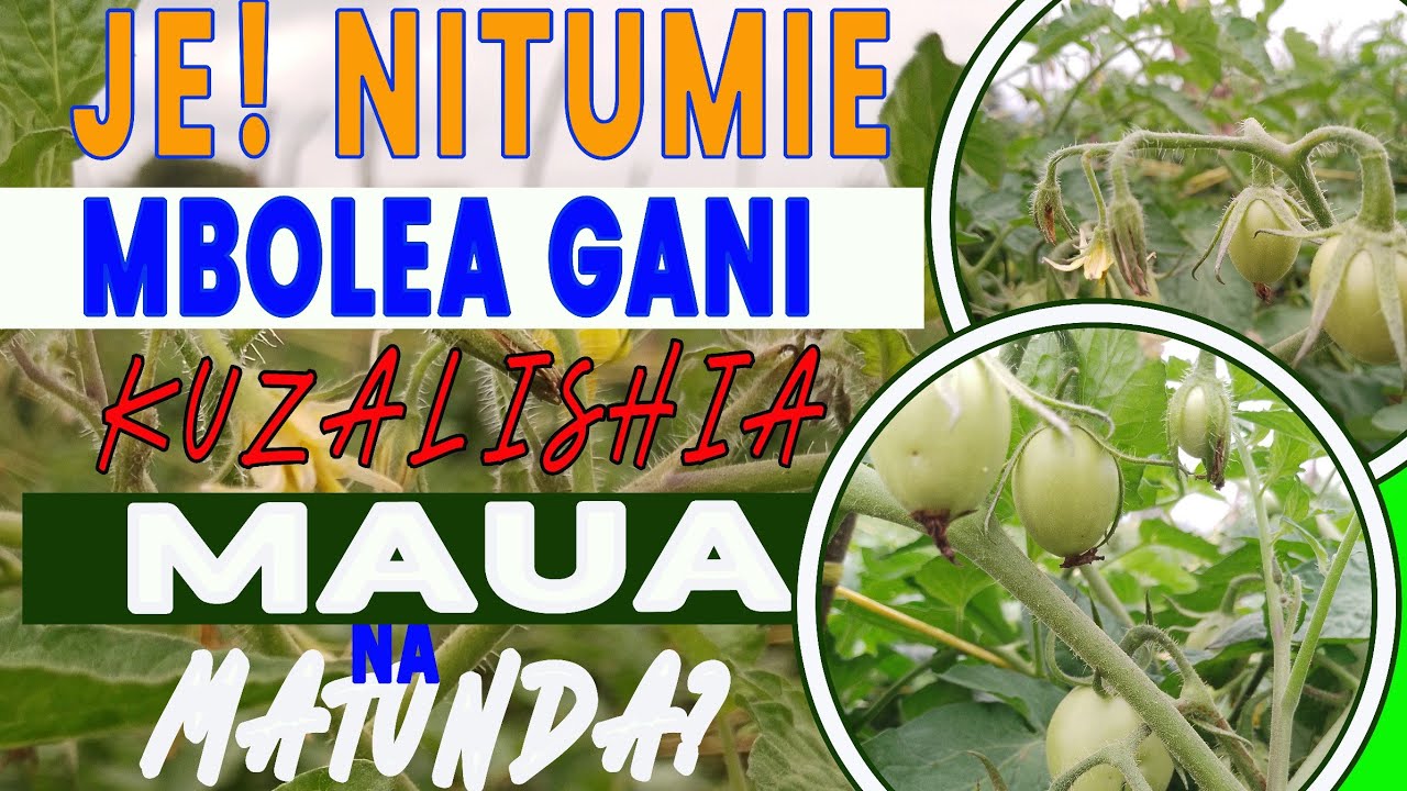 JE NITUMIE MBOLEA GANI KUZALISHA MAUA NA MATUNDA MENGI KWA NYANYA? - YouTube