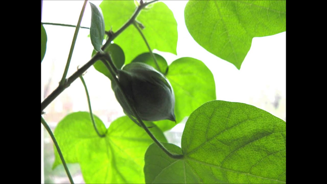 Хлопок - YouTube