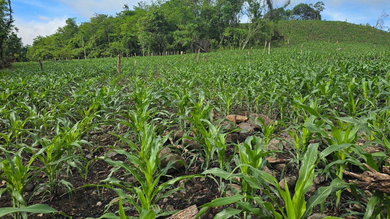 Impresionante lo rápido que van creciendo las Milpas - YouTube