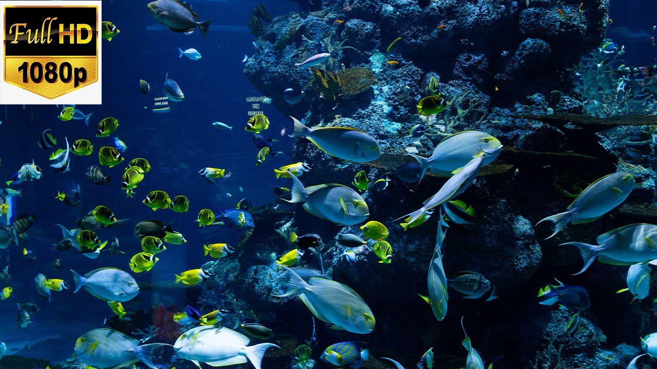 Free, No Copyright Underwater footage + Music | Nature Relaxation Rare ...