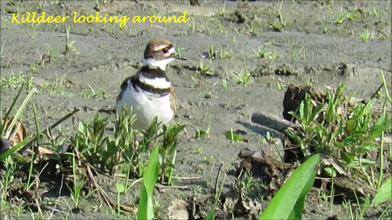 Contrasting Killdeer vs Semipalmated Sandpiper - YouTube