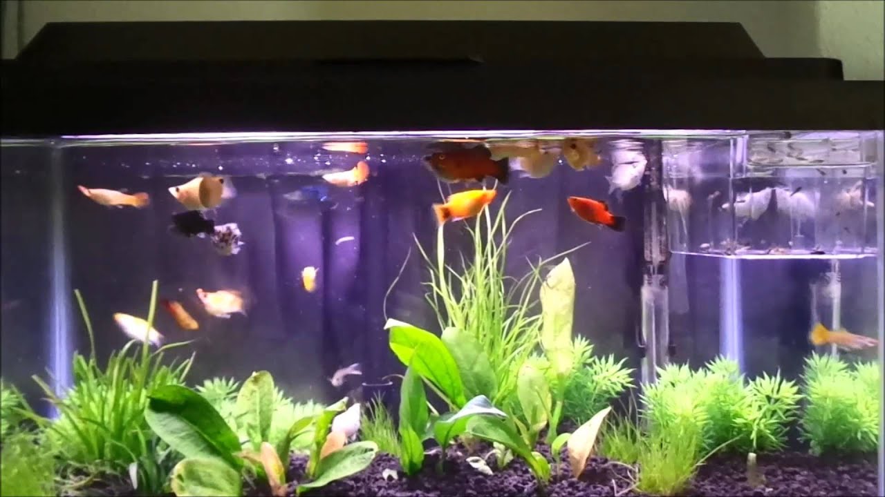 My Tropical Fish Aquarium & Newly Born Baby Fish - YouTube