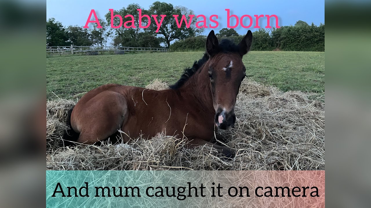 Watch Maisie’s foal being born#equestrian #foaling#foal #horses # ...