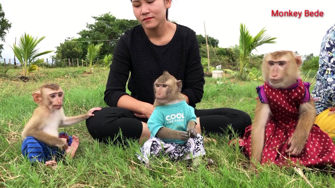 3 Adorable Monkey , Bede happy to play with sister yaya and shally ...