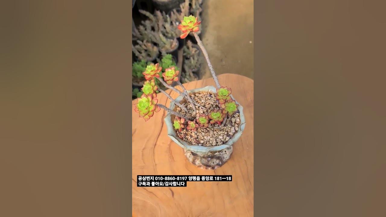 레티지아 공삼번지다육농원 다육이 다육농원 Youtube
