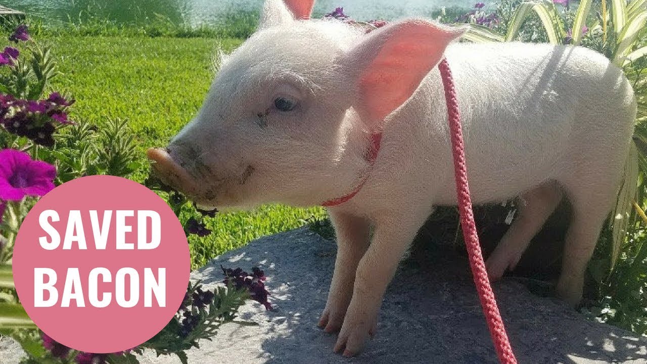 Piglet destined for the SLAUGHTER HOUSE finds new home on idyllic ranch ...