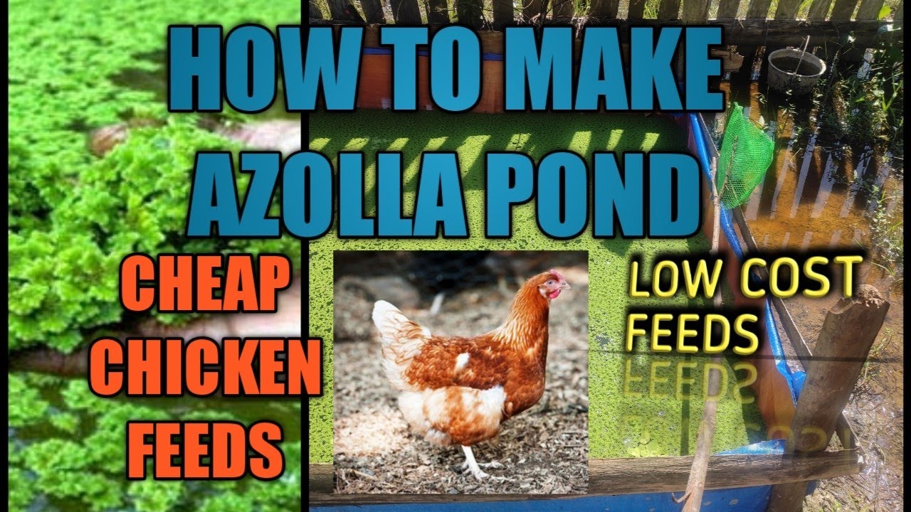 HOW TO MAKE ALTERNATIVE FEEDS FOR CHICKEN/AZOLLA POND - YouTube
