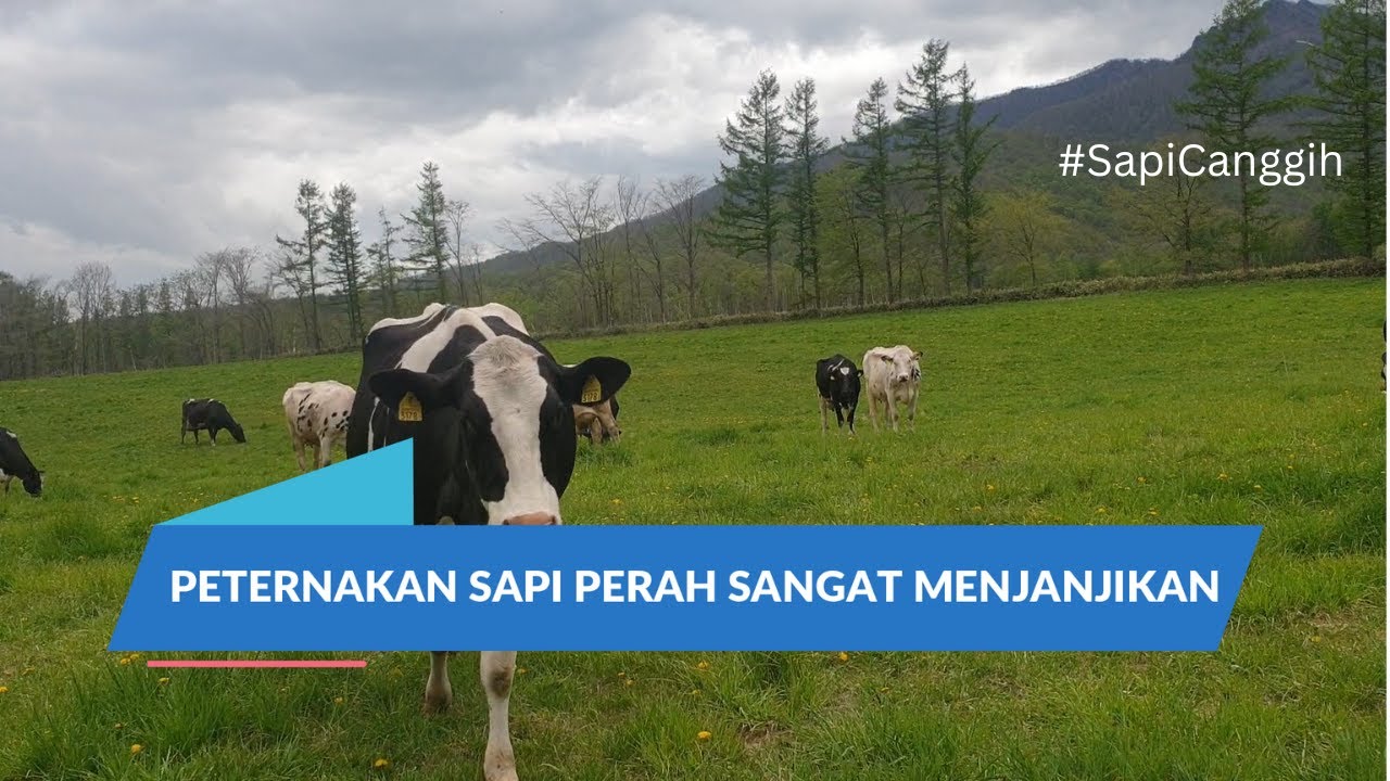 Mengapa Peternakan Sapi Perah Sangat Menjanjikan? - YouTube