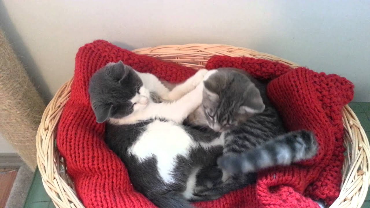Ezra and Elmer-cuddle fight - YouTube