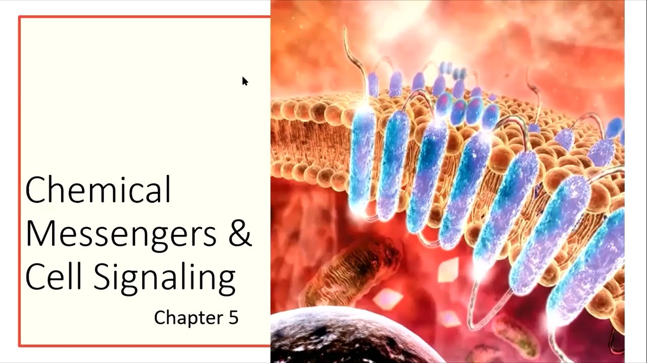 Chapter 5 Chemical Messengers and Cell Signaling - Lecture Recording ...