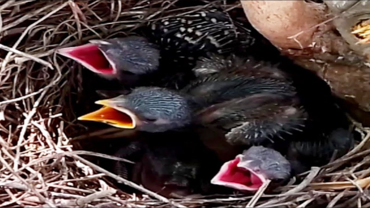 Common myna Baby Birds in the nest waiting for food#birds - YouTube