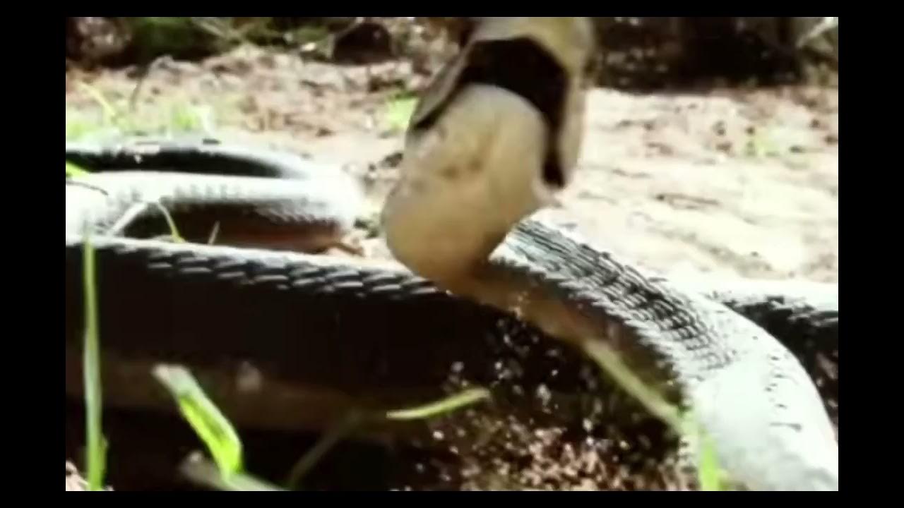Snake and mongoose fight - YouTube