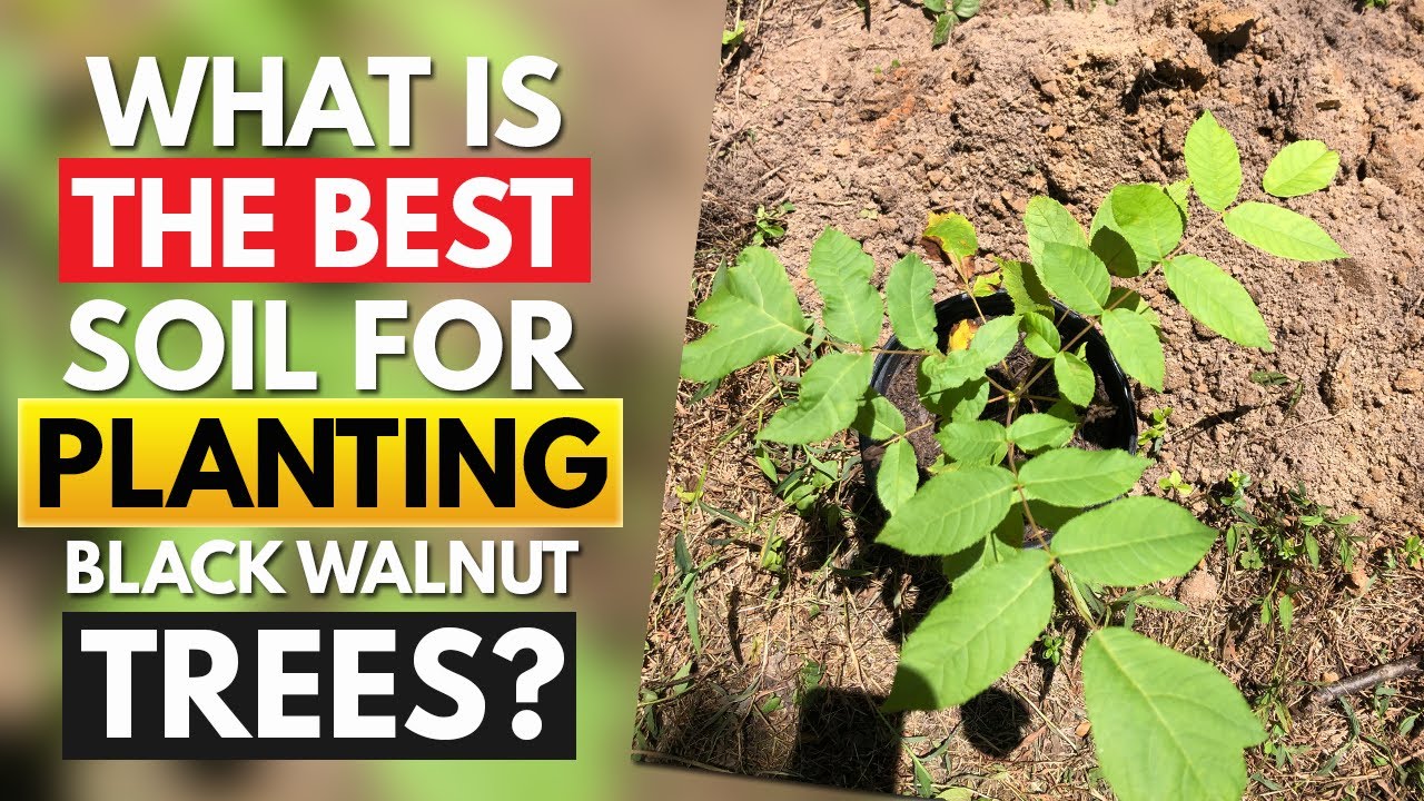 What Is The Best Soil For Planting Black Walnut Trees || Where To Plant ...