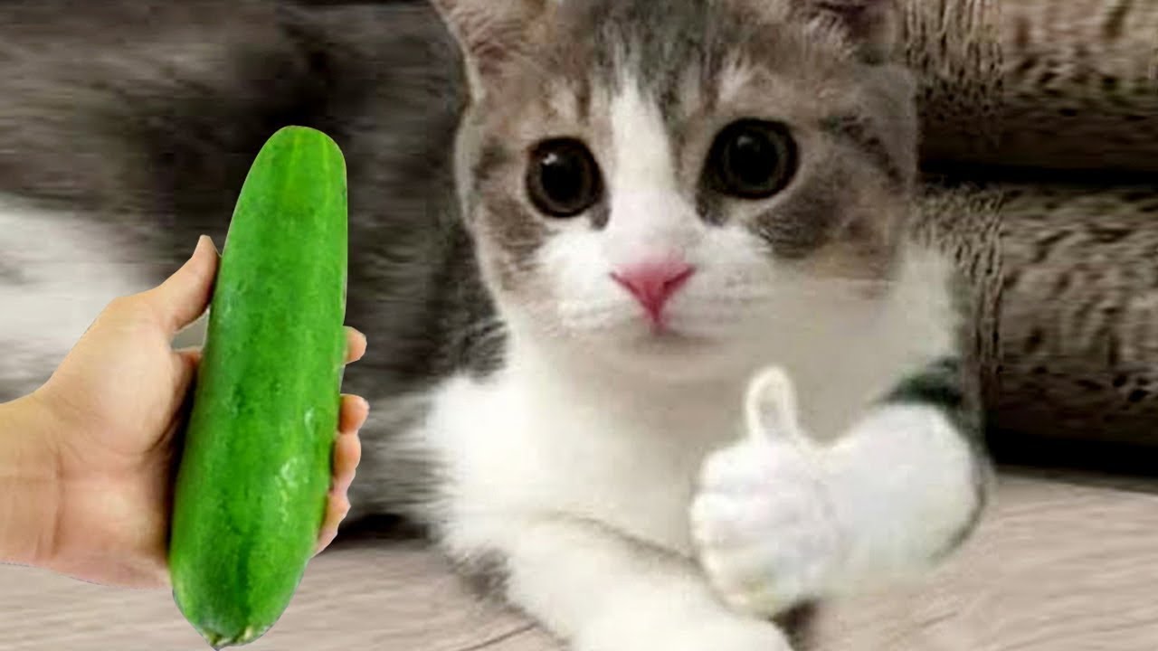 Funniest Animals 2022 😂Funniest Cats and Dogs 🐶🐶 | Ding Ding Animals ...