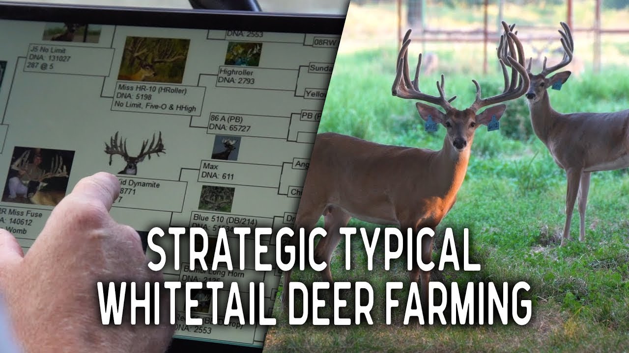 Strategic Typical Whitetail Deer at Big Rack Ranch | Deer Farming ...