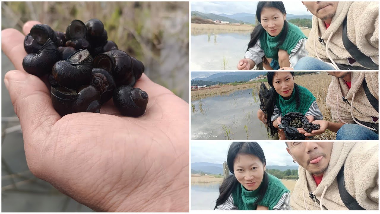 Snail Catching | Paddy Field Snail at Arunachal Pradesh | Ziro Vlog ...