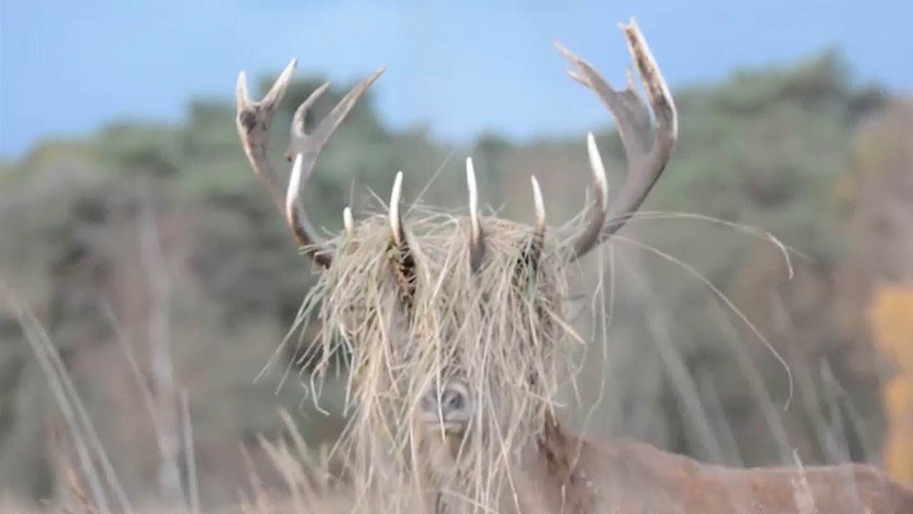 Quirky Stag Spotted With Stylish 'Hair Do' In Poland - YouTube