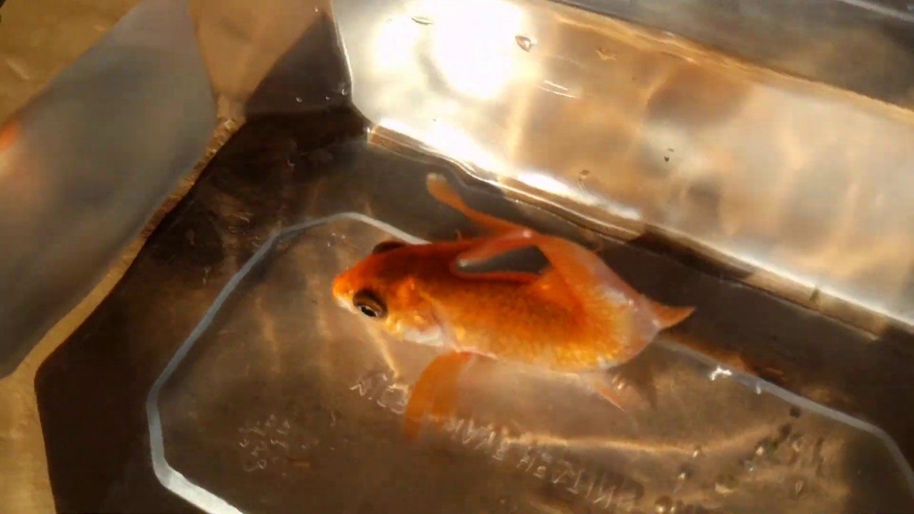 My special goldfish - YouTube