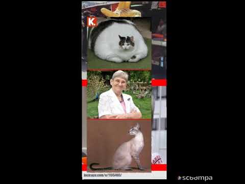 Canan Karatay capsları