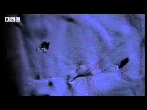 Scorpion vs. Snake - Battle between Wave Masters - YouTube