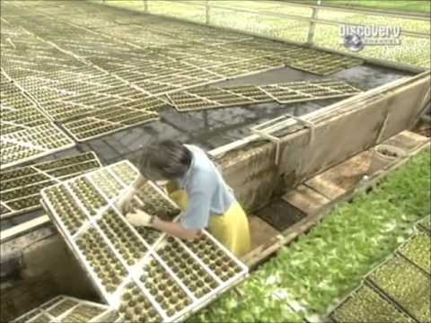 How it's made - Lettuce - YouTube
