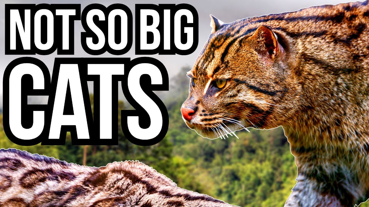 5 Small Cats That Are Threatened With Extinction - YouTube