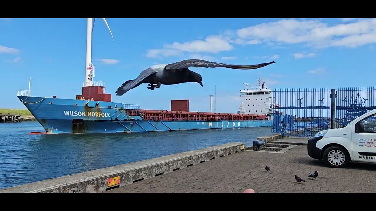 WILSON NORFOLK! Blyth Northumberland 24/6/2024 - YouTube