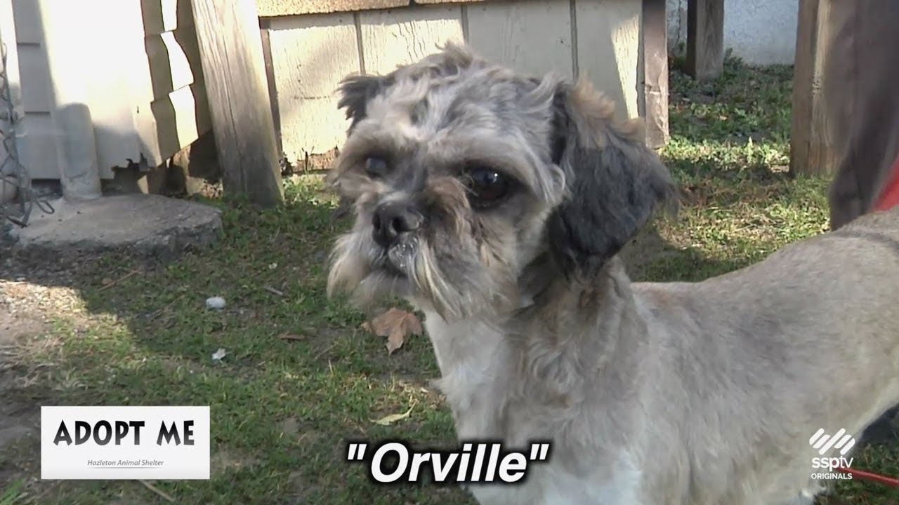 "Adopt Me" - Hazleton Animal Shelter: Nov. 11, 2024 - YouTube