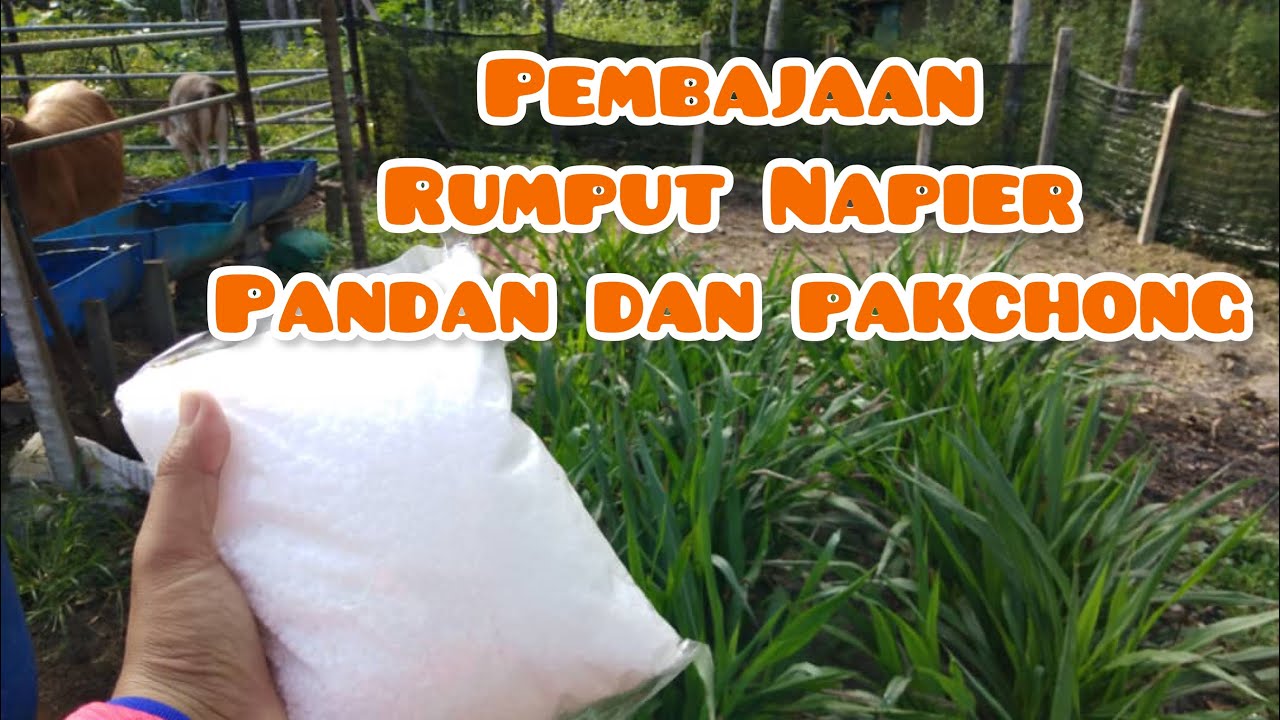 Cara Pembajaan Rumput Napier Pandan Dan Napier Pakchong - YouTube