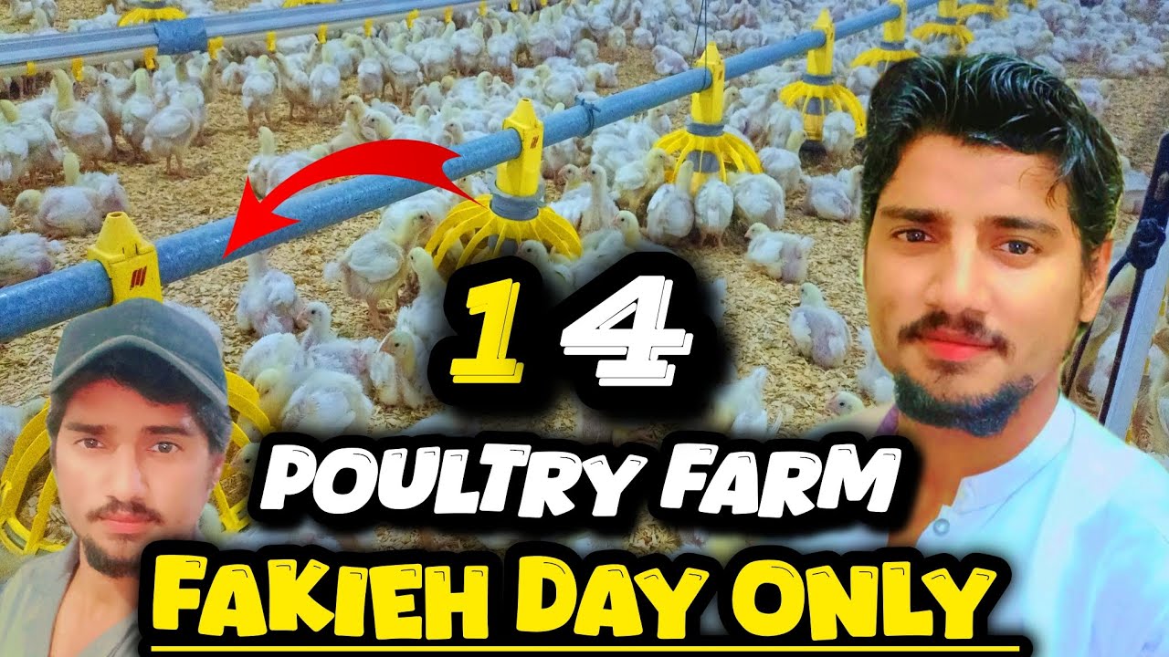POULTRY FARM 😭 FAKIEH DAY ONLY 14 😱 SAUDI ARABIA ll HUSNAIN BHAI FAKIEH ...