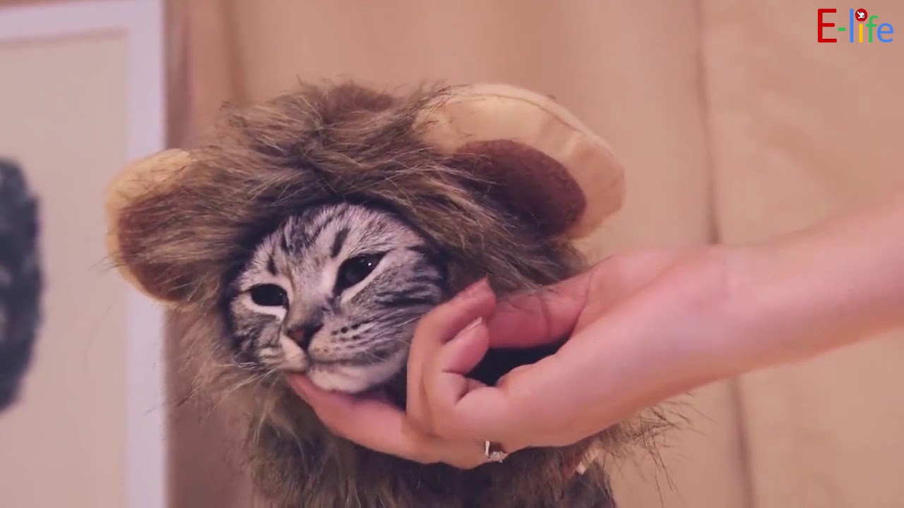 Cat cute pet costume cosplay lion mane hat - YouTube