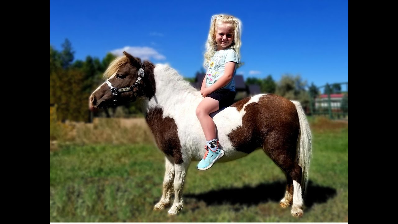 Kid Friendly Miniature Pony For Sale - YouTube
