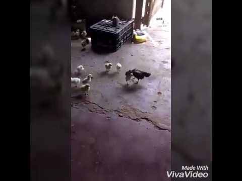 Biar Kecil nyali GEDE cabe ra wit