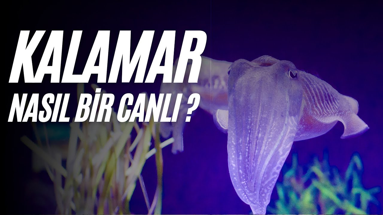 KALAMAR NEDİR ? | (Kalamarın İnanılmaz Sırları) - YouTube