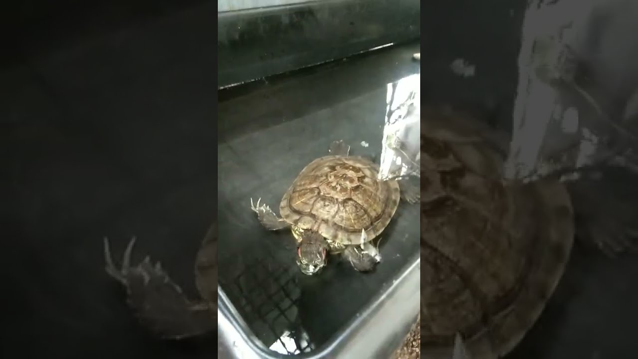 I CAN T BELIEVE IT MY PET TURTLE UNDERSTANDS ME YouTube i-can-t-believe-it-my-pet-turtle-understands-me-youtube