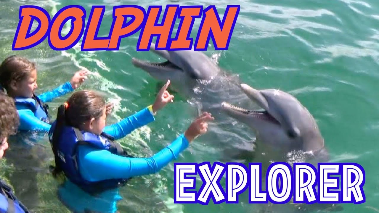 Dolphin Explorer ! Swimming with Dolphins | Marine animals | Mishu y ...