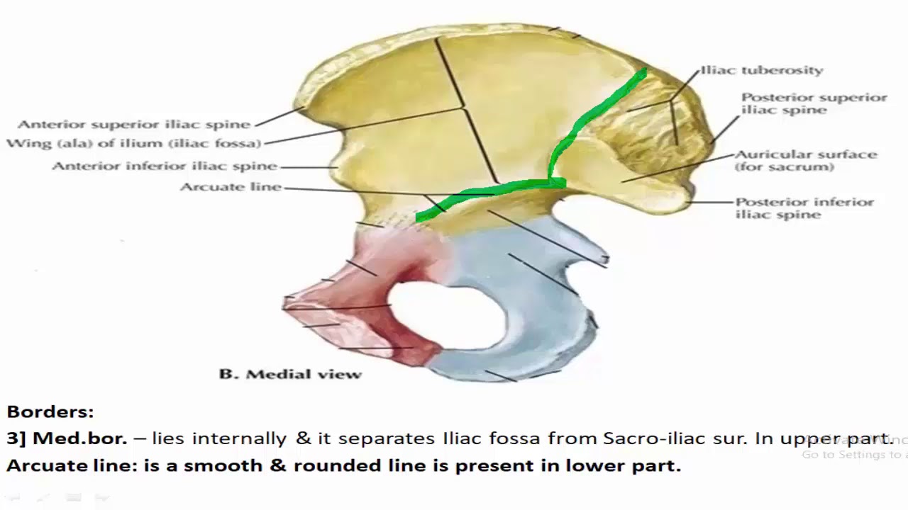 Ilium Anatomy