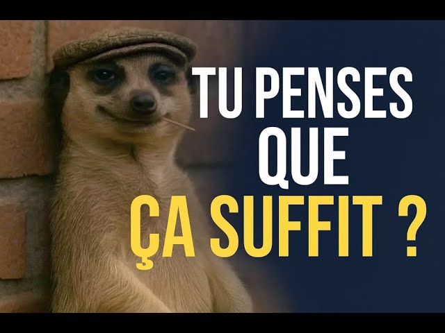 Memes De Suricato
