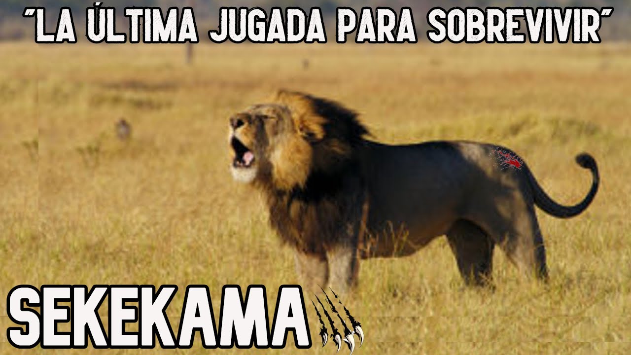 SEKEKAMA | EL REY SE AFERRA A LA VIDA | 2023 - YouTube