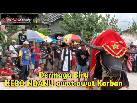 KEBO NDANU owat awut Korban Dermaga biru cover crew kebo ndanu ...